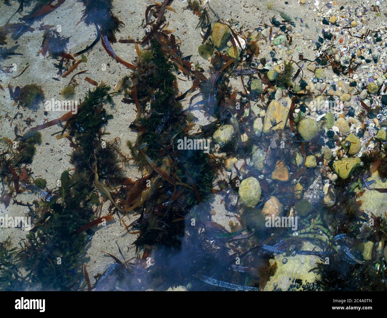 Rock pools sydney hi-res stock photography and images - Alamy