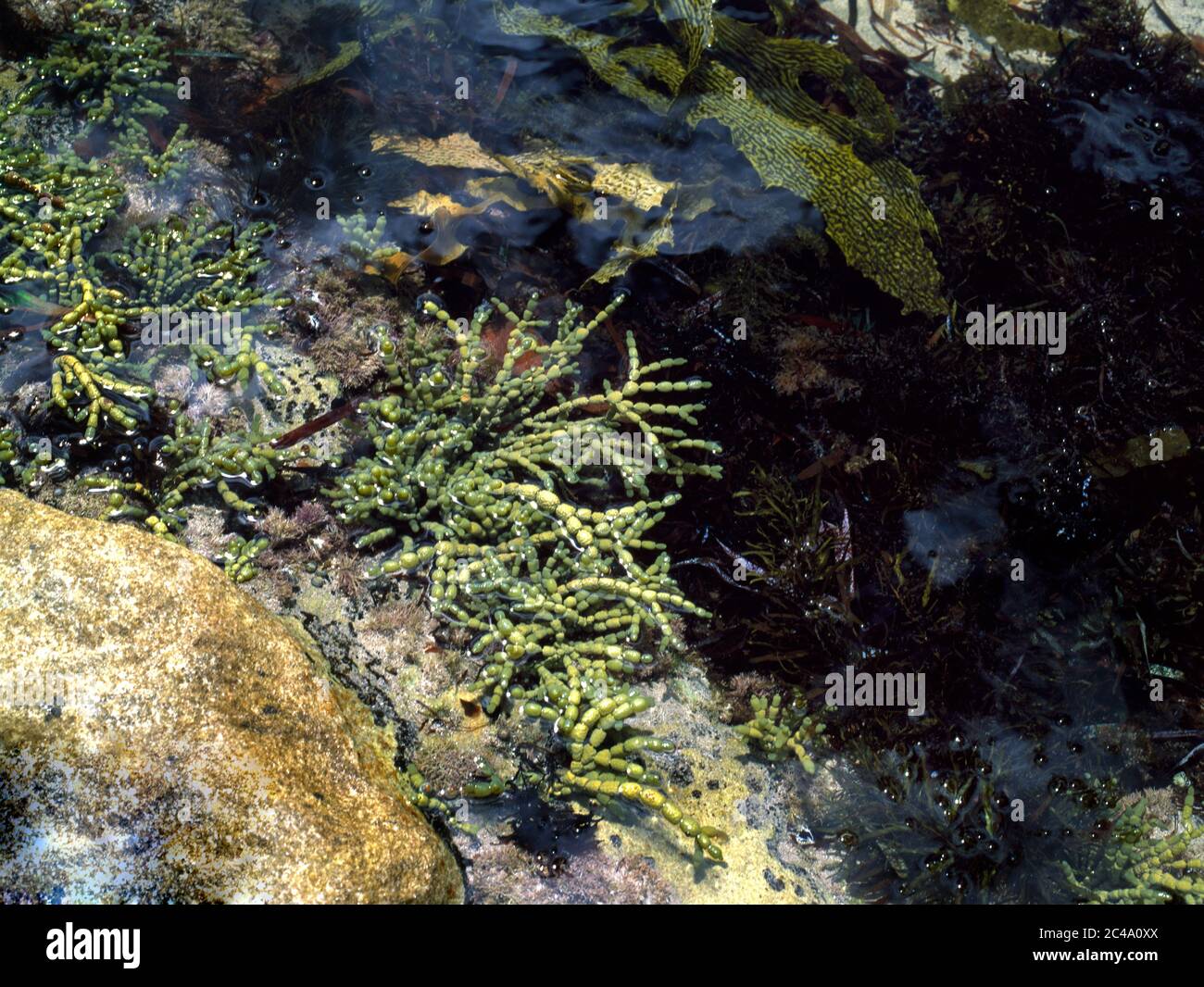 Sydney NSW Australia Botany Bay Rock Pools & Seaweed Stock Photo - Alamy