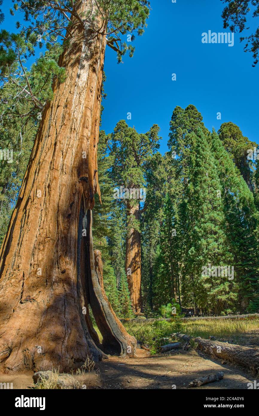 Sequoia National Park in California, USA Stock Photo - Alamy