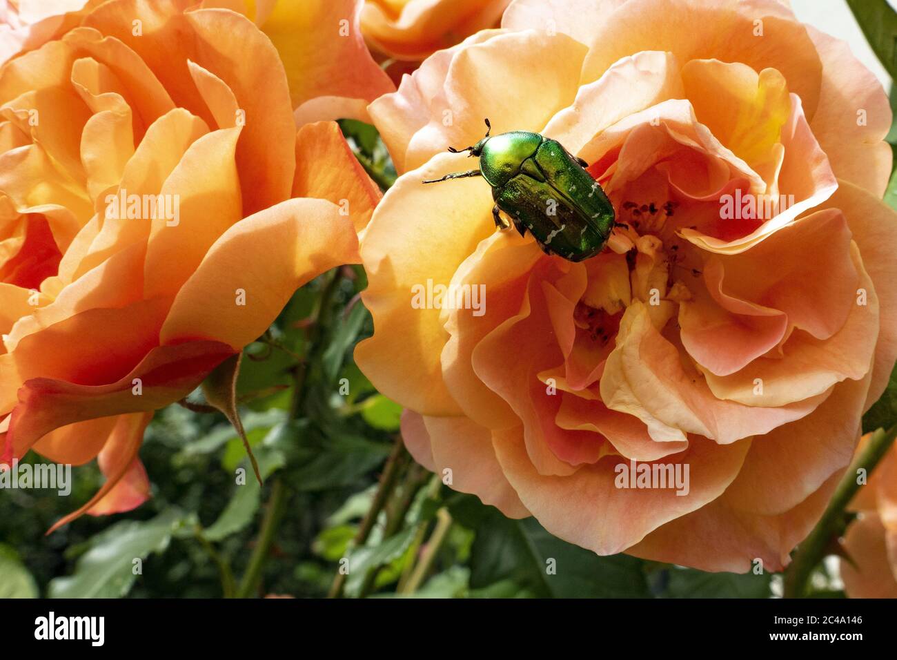 Rose beetle hi-res stock photography and images - Alamy