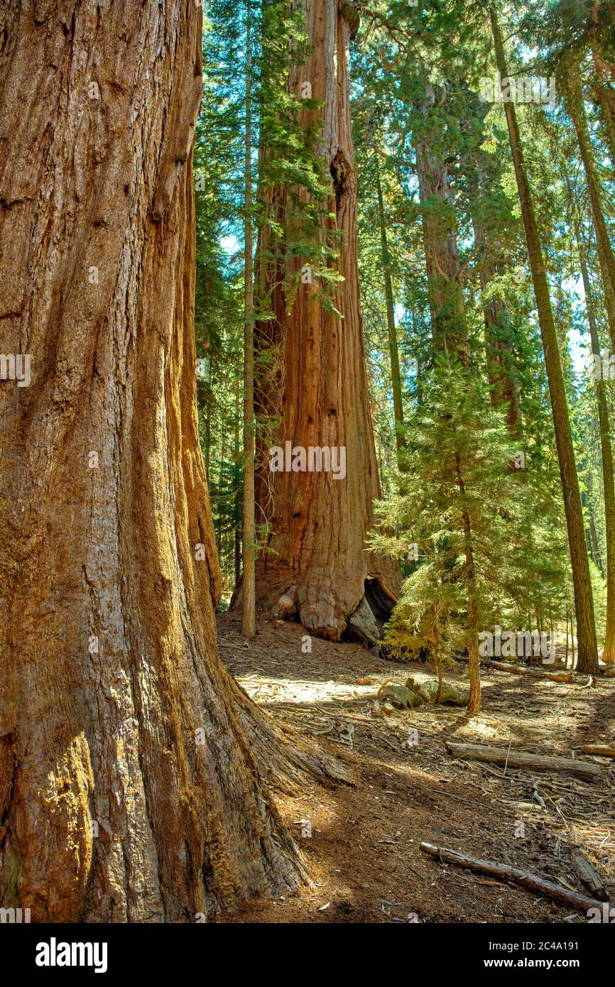 Sequoia National Park in California, USA Stock Photo - Alamy