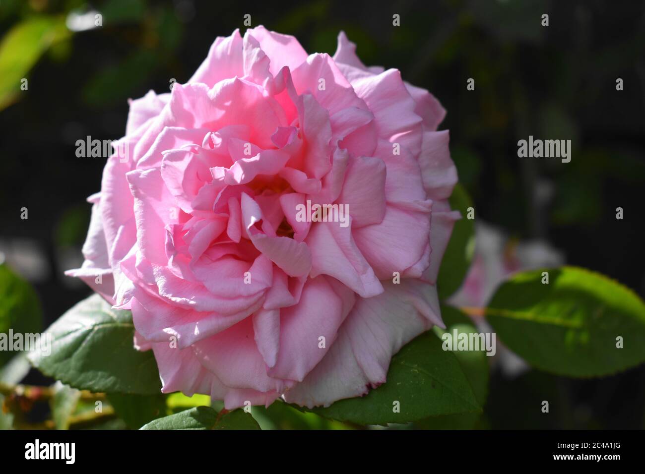 Pink climbing rose hi-res stock photography and images - Alamy