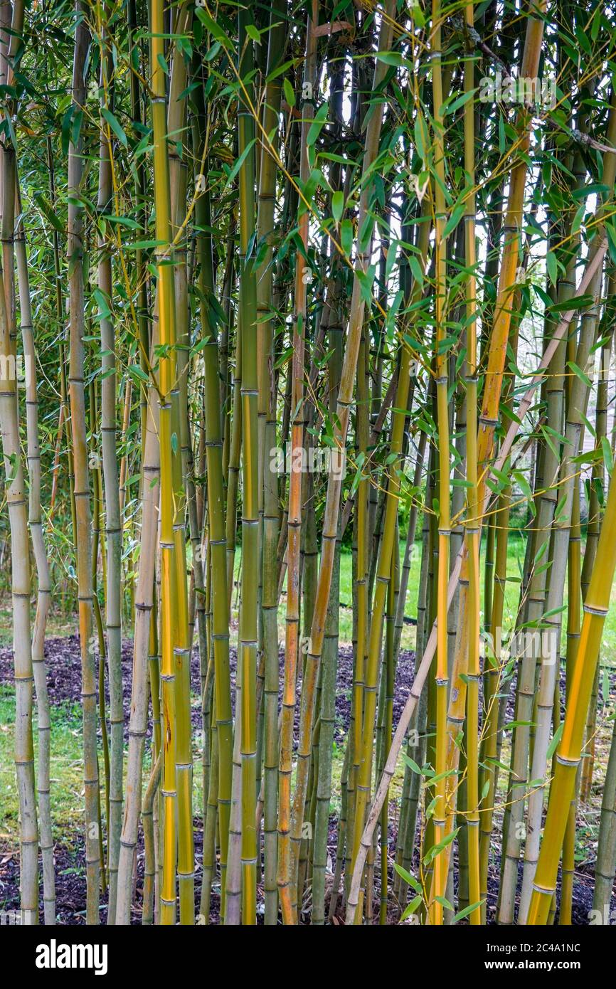 Fast growing species hi-res stock photography and images - Alamy