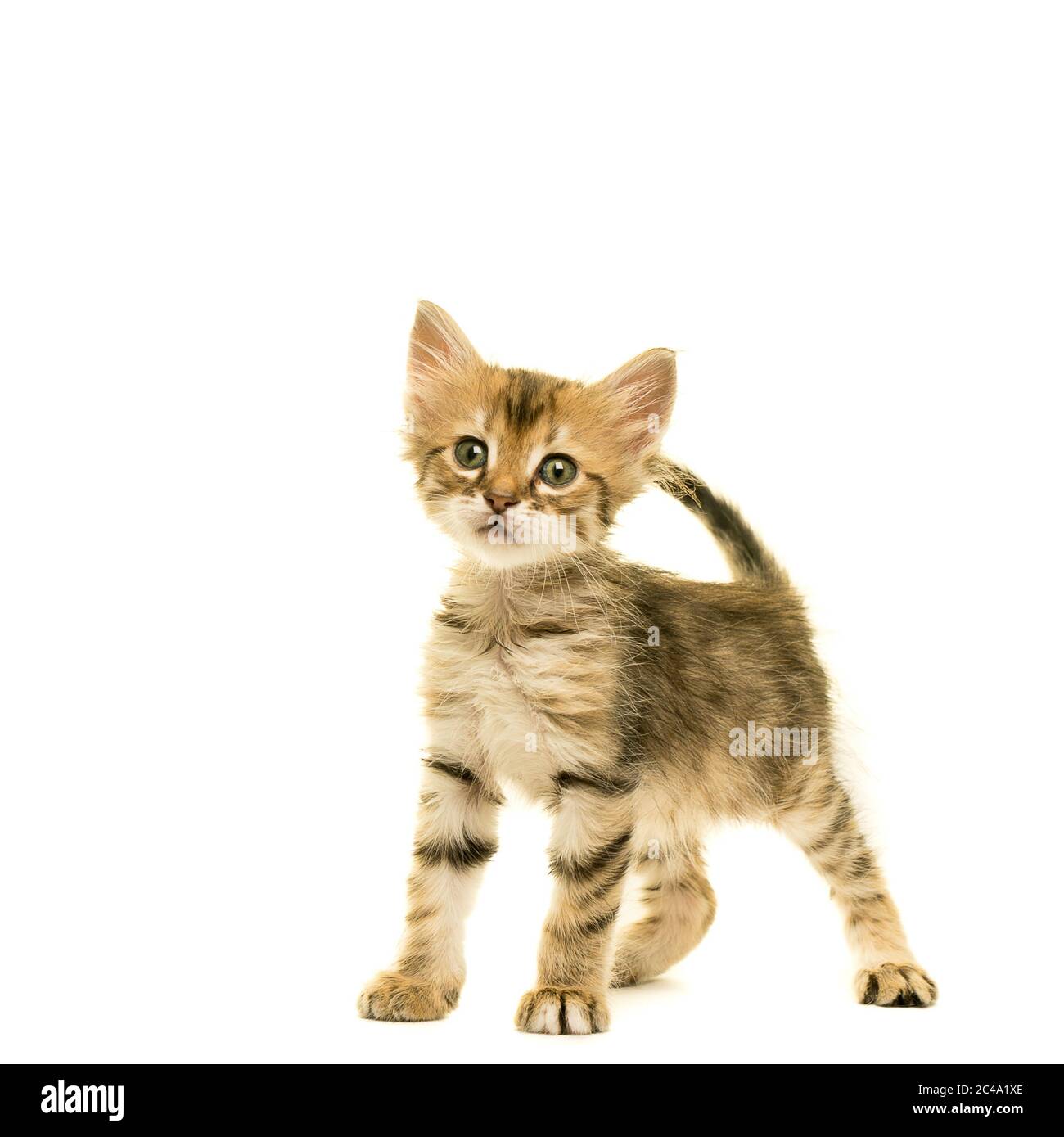 Tabby turkish angora cat kitten looking at the camera standing isolated ...