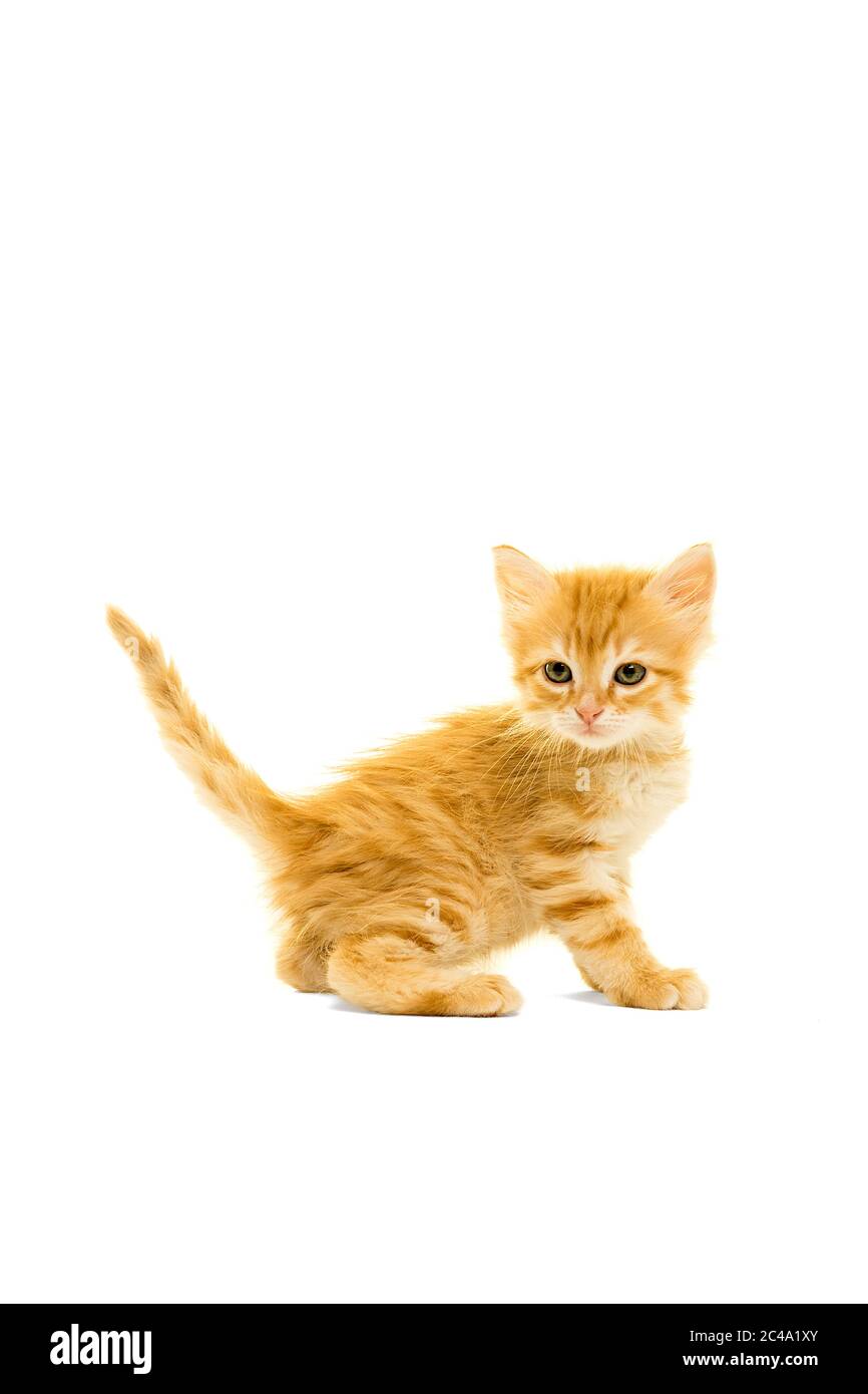 Tabby turkish angora cat kitten sitting isolated on a white background ...
