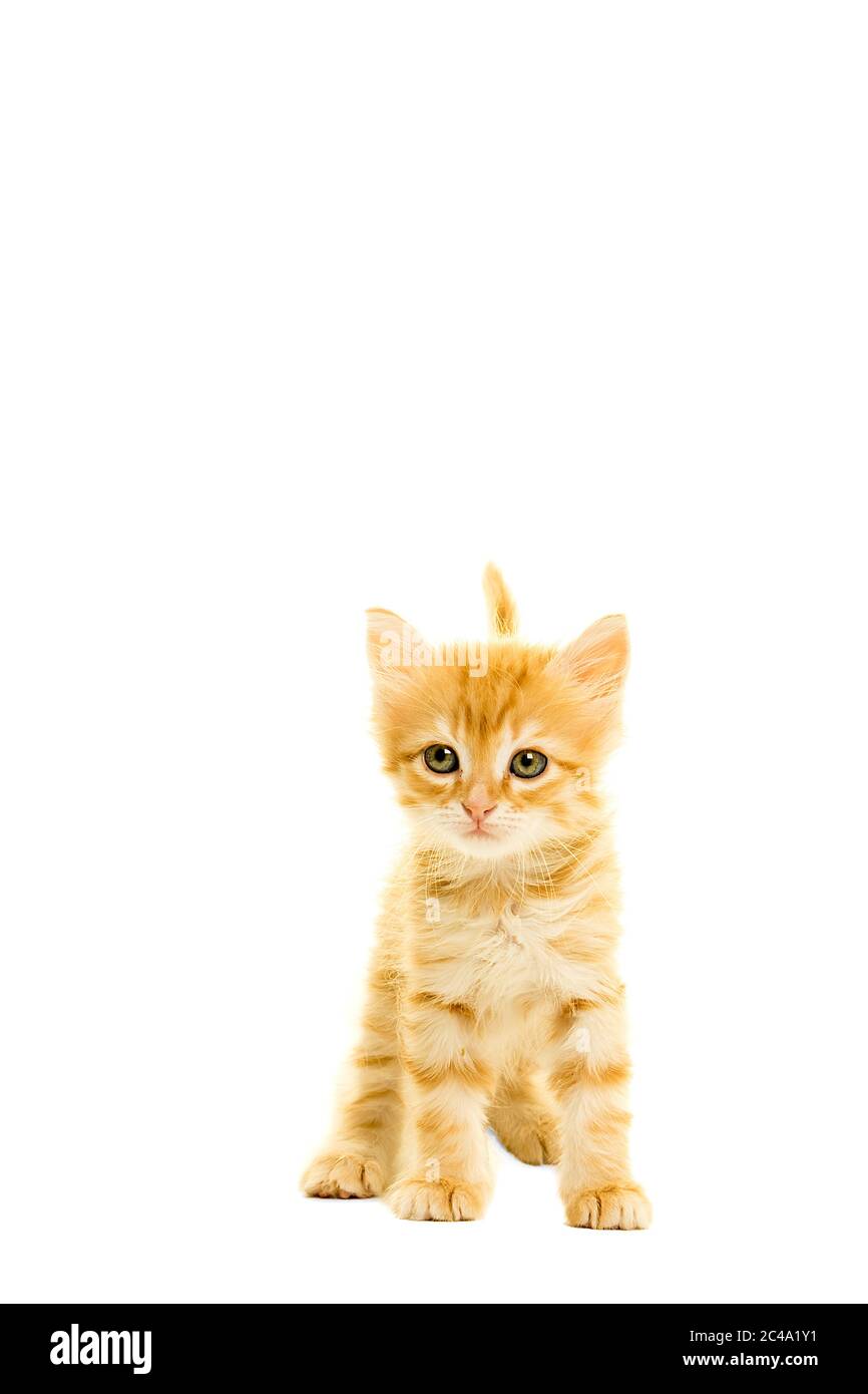 Tabby Turkish Angora