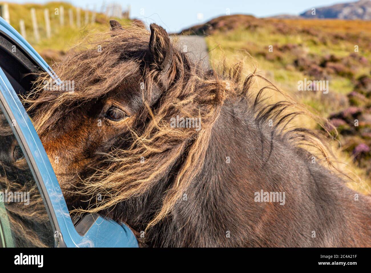 A wild pony on the Hebridean island of South Uist, with his head ...