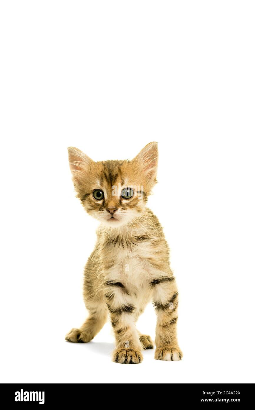 Tabby turkish angora cat standing looking in the camera isolated on a ...