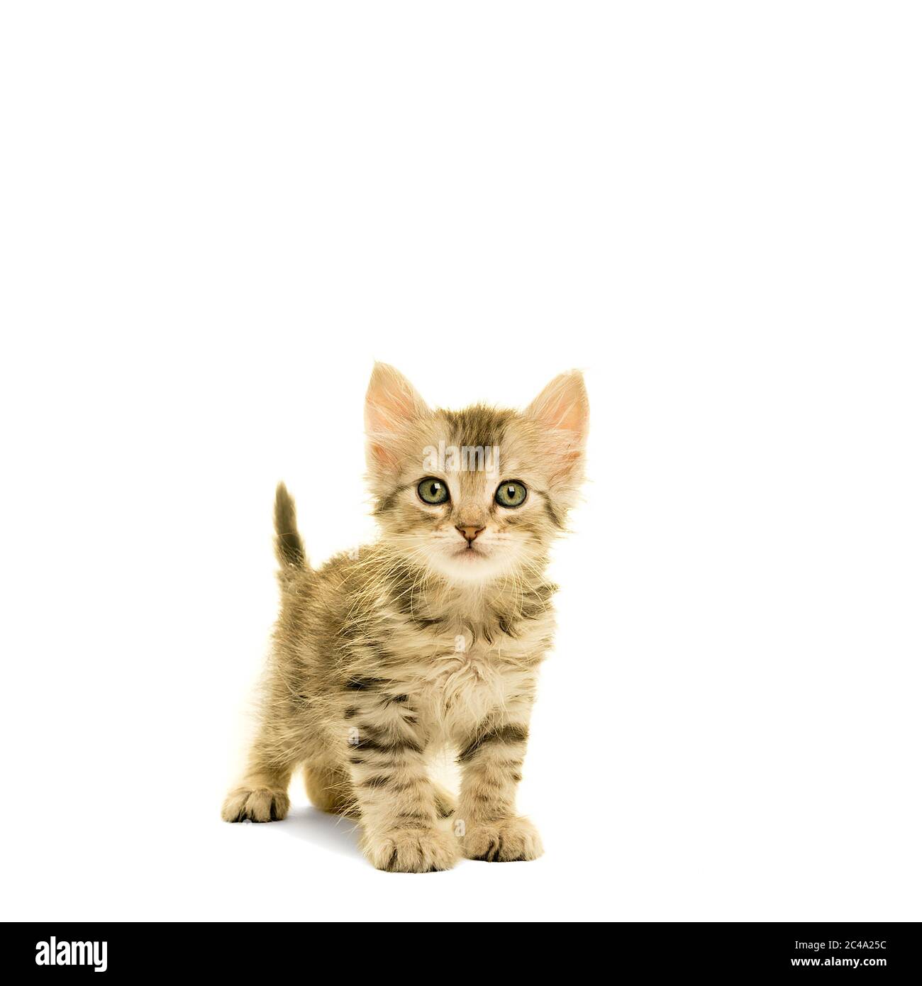 Tabby turkish angora cat standing looking in the camera isolated on a ...