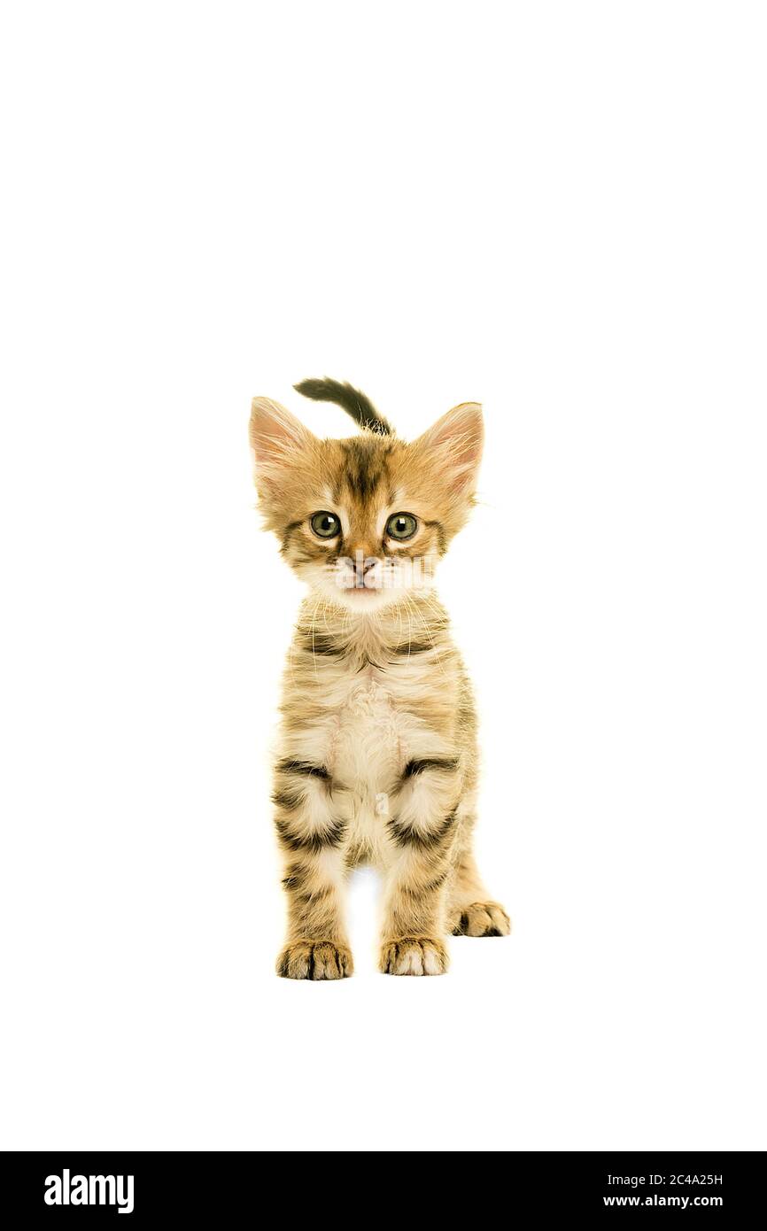 Tabby turkish angora cat standing looking in the camera isolated on a ...
