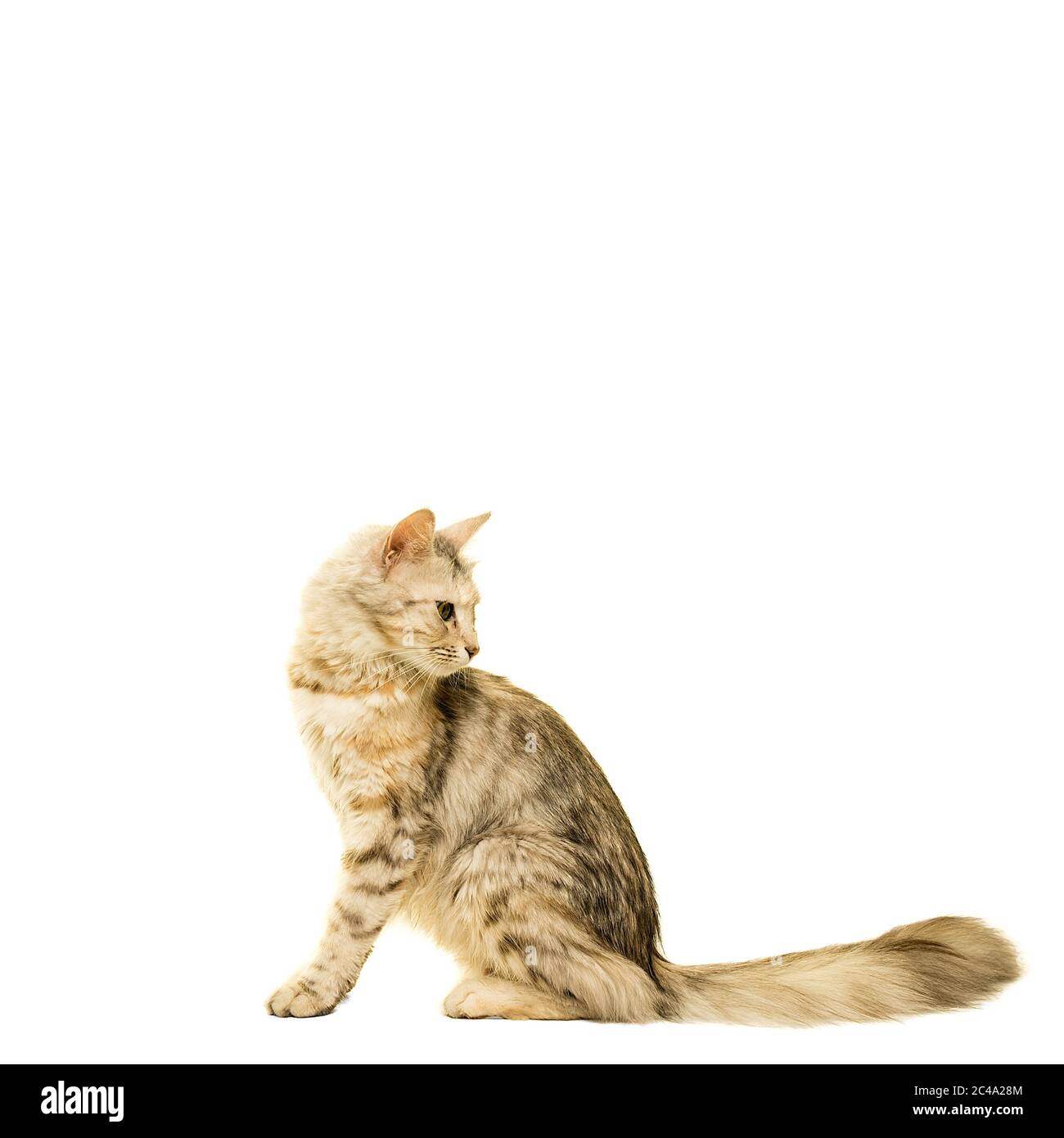 Beautiful Turkish Angora cat tabby isolated in white Stock Photo - Alamy