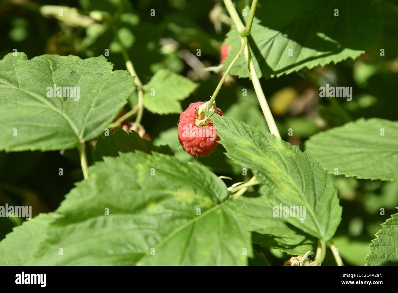 Healthy raspberry hi-res stock photography and images - Alamy