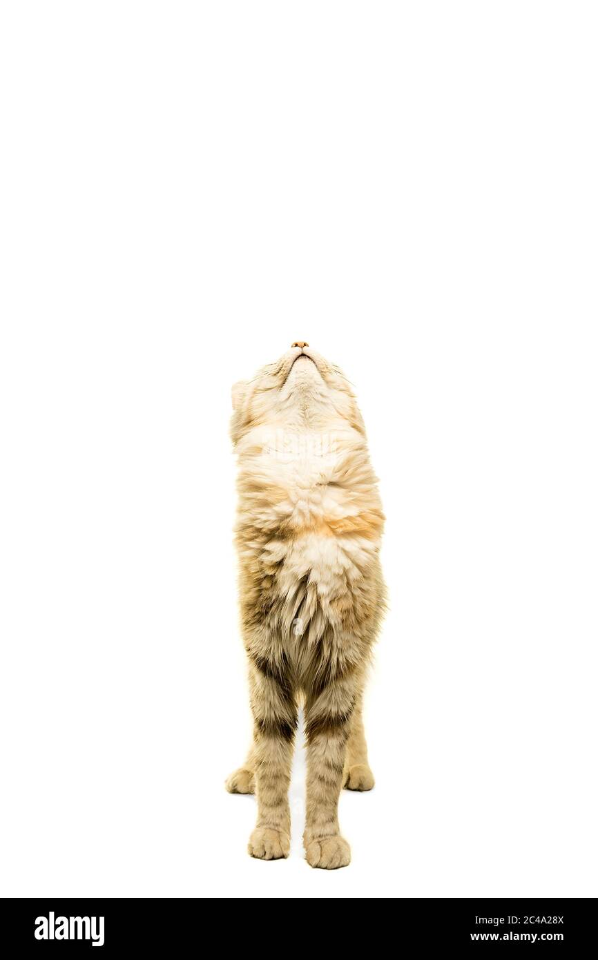 Beautiful Turkish Angora cat tabby isolated in white Stock Photo - Alamy