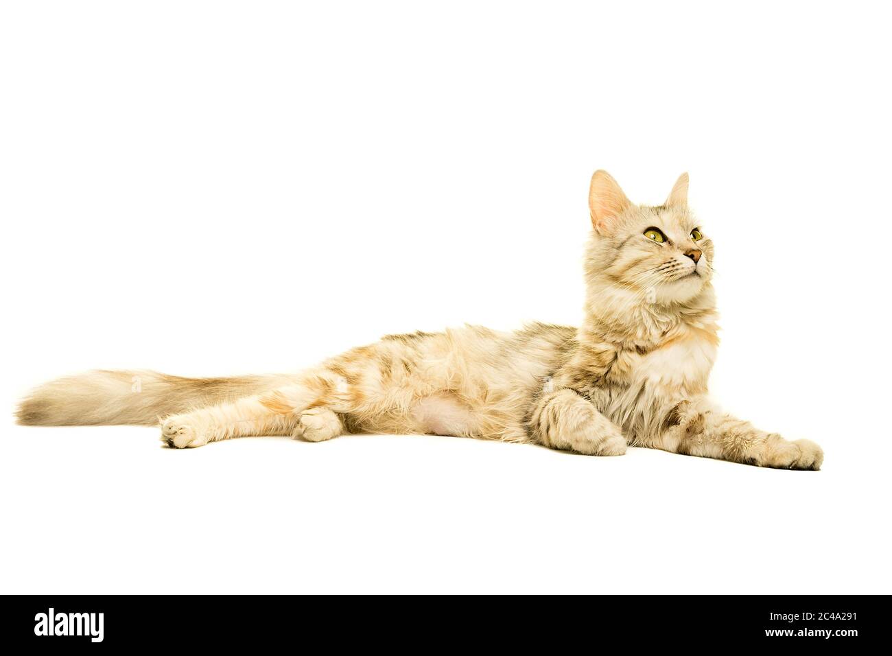 Beautiful Turkish Angora cat tabby isolated in white Stock Photo - Alamy