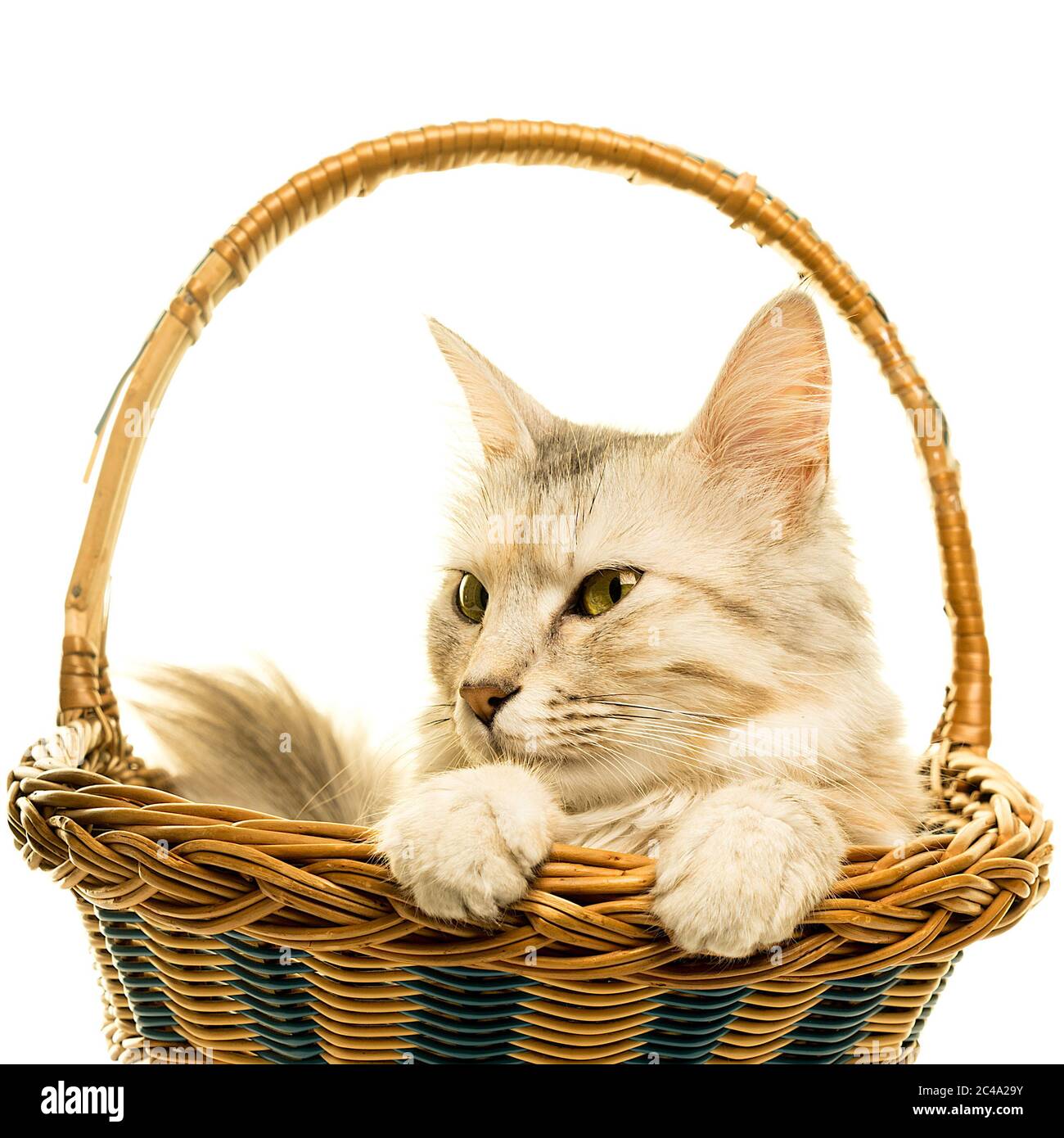Beautiful Turkish Angora cat tabby in a basket isolated in white Stock ...
