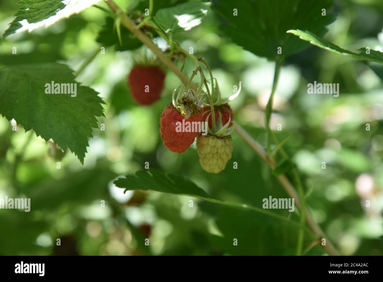 Healthy raspberry hi-res stock photography and images - Alamy