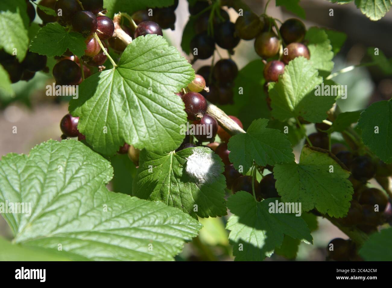 Blackcurrent hi-res stock photography and images - Alamy