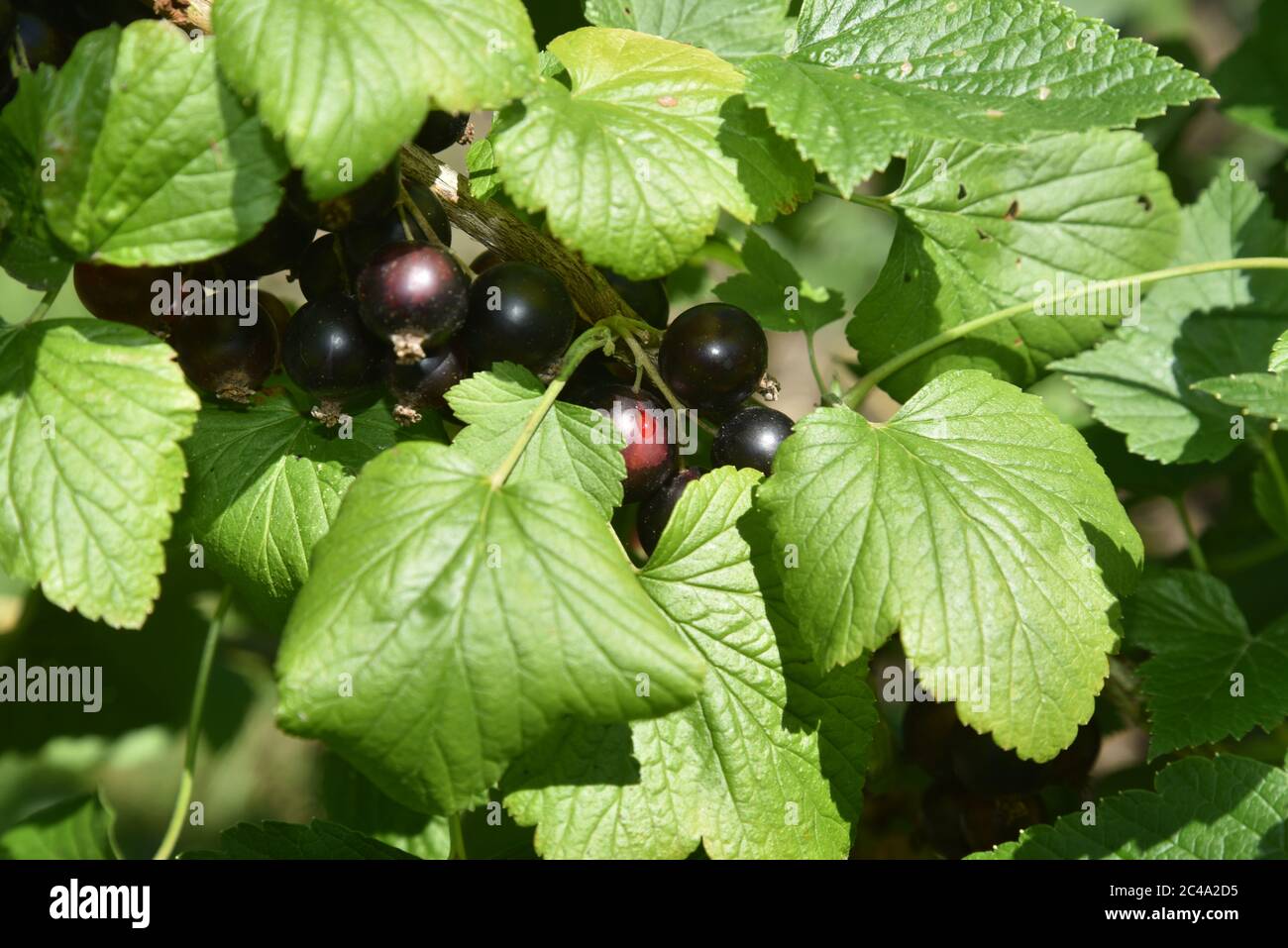 Blackcurrent High Resolution Stock Photography and Images - Alamy
