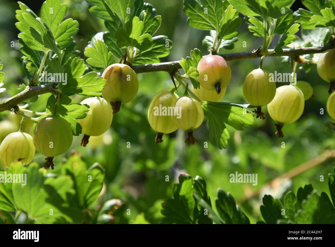 Gooseberry crop hi-res stock photography and images - Alamy