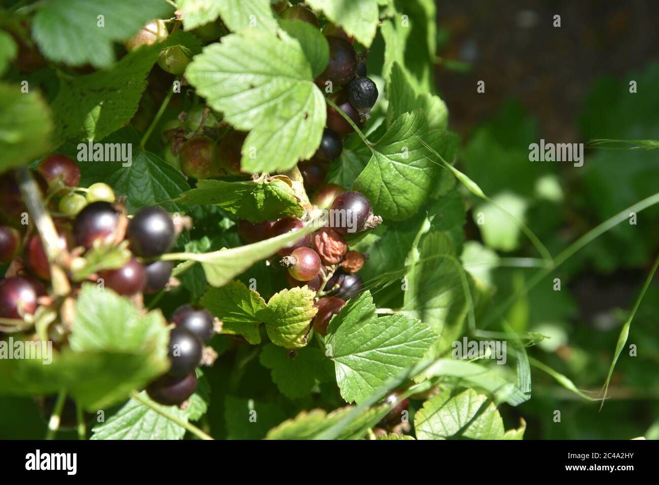 Blackcurrent hi-res stock photography and images - Alamy