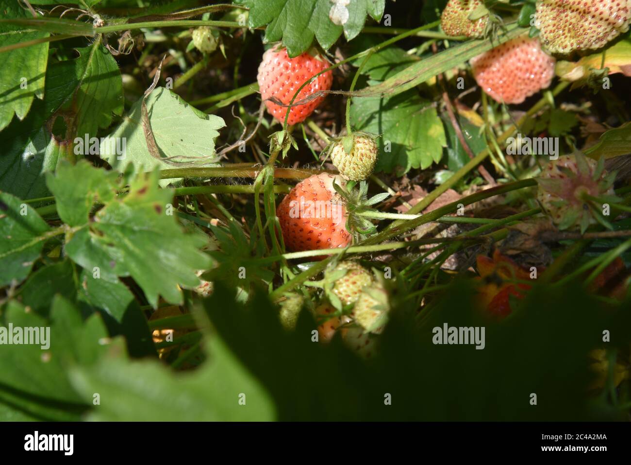 Strawberries on plant Stock Photo - Alamy