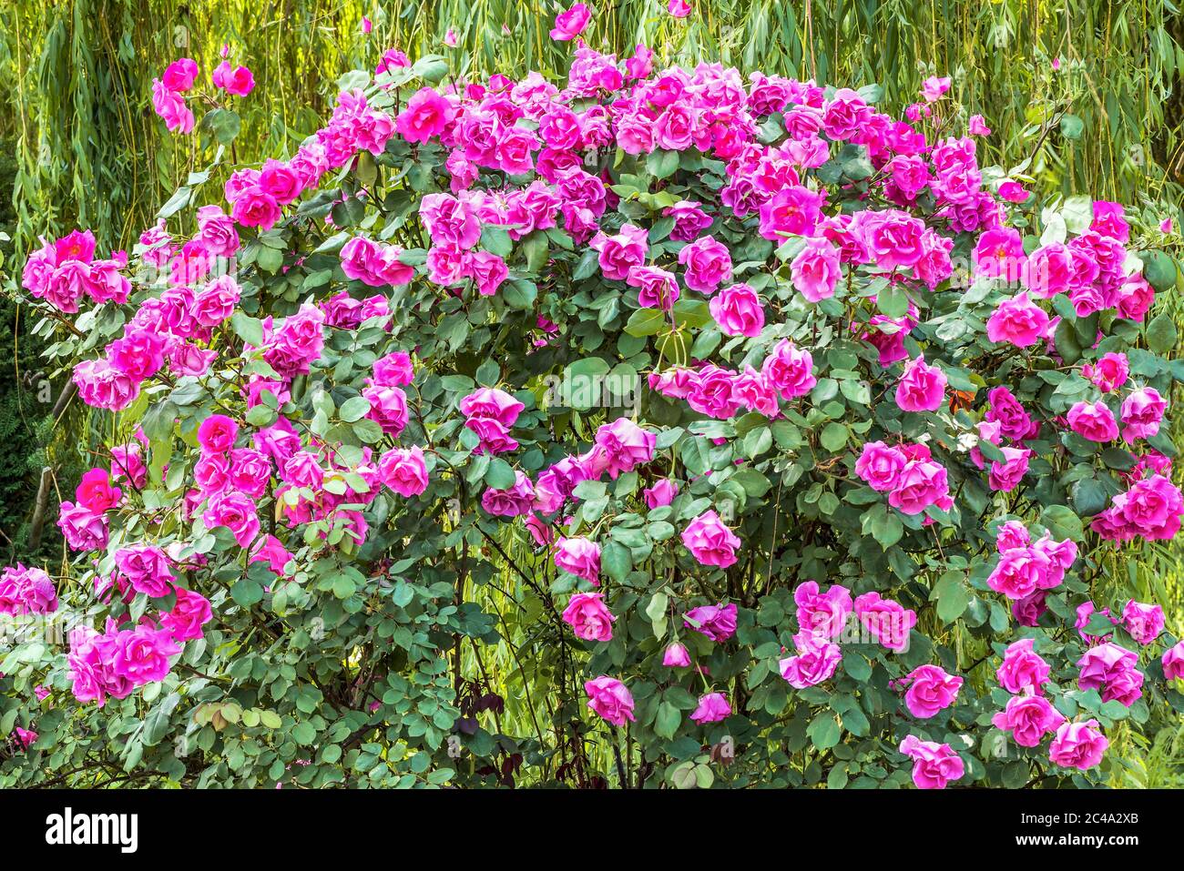 Rose is a purple floribunda variety, flowers are large, double ...