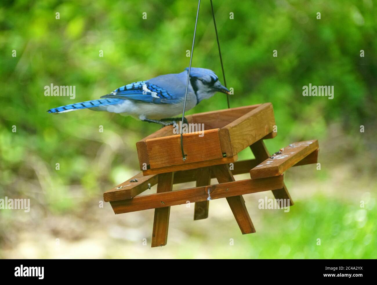 Green jay bird feeder hi-res stock photography and images - Alamy