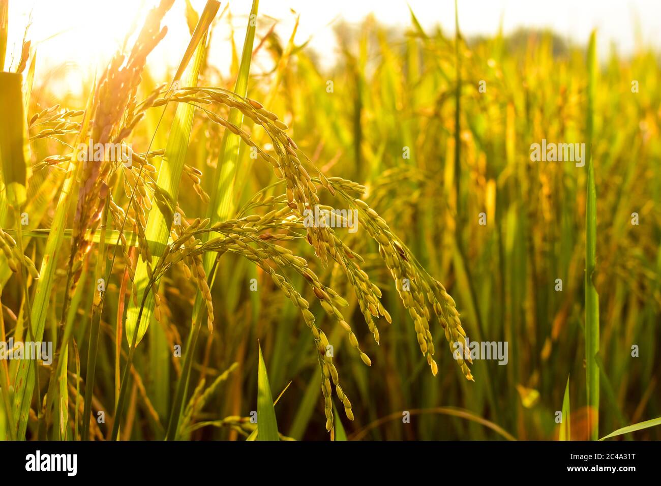 rice seeds in the afternoon, free space for text, HD Image and Large ...