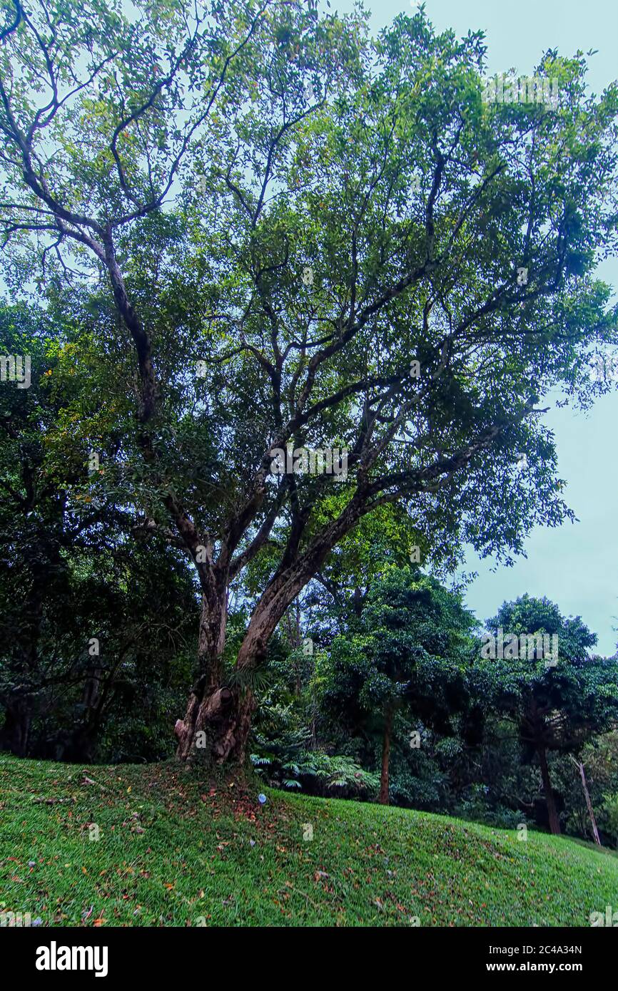 Beautiful tree shot taken from Penang Botanical Garden with soft focus ...