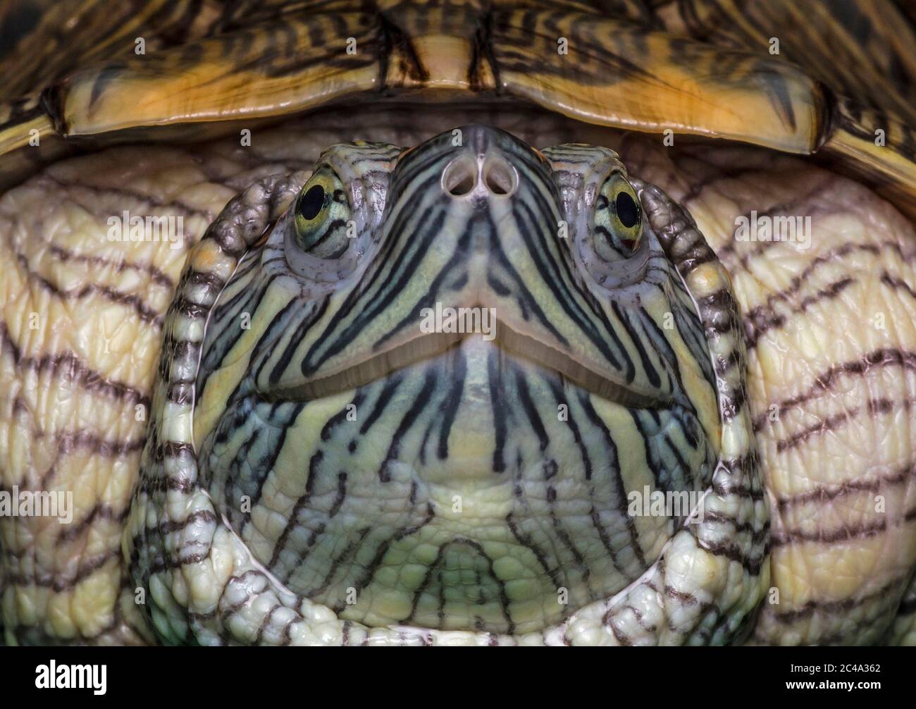 Red ear slider hi-res stock photography and images - Alamy