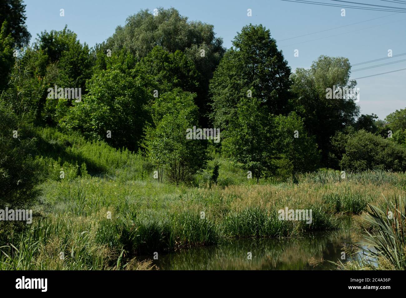 Panorama among bushes forest hi-res stock photography and images - Alamy