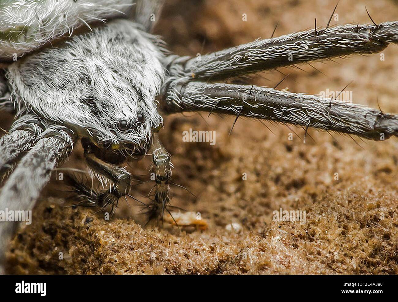 Extreme close up view of a spider front side Stock Photo - Alamy