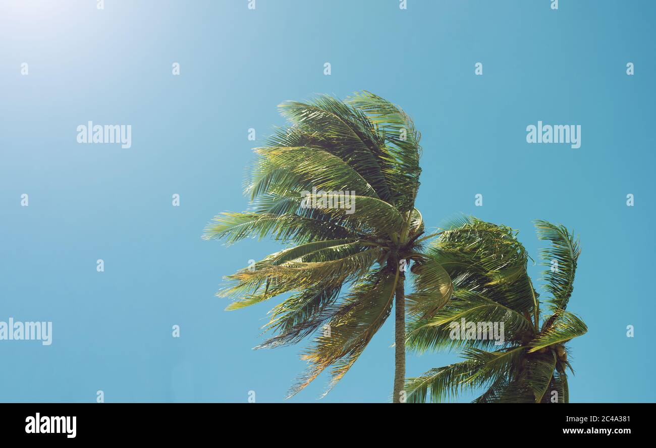 Coconut tree blown over by wind hi-res stock photography and images - Alamy