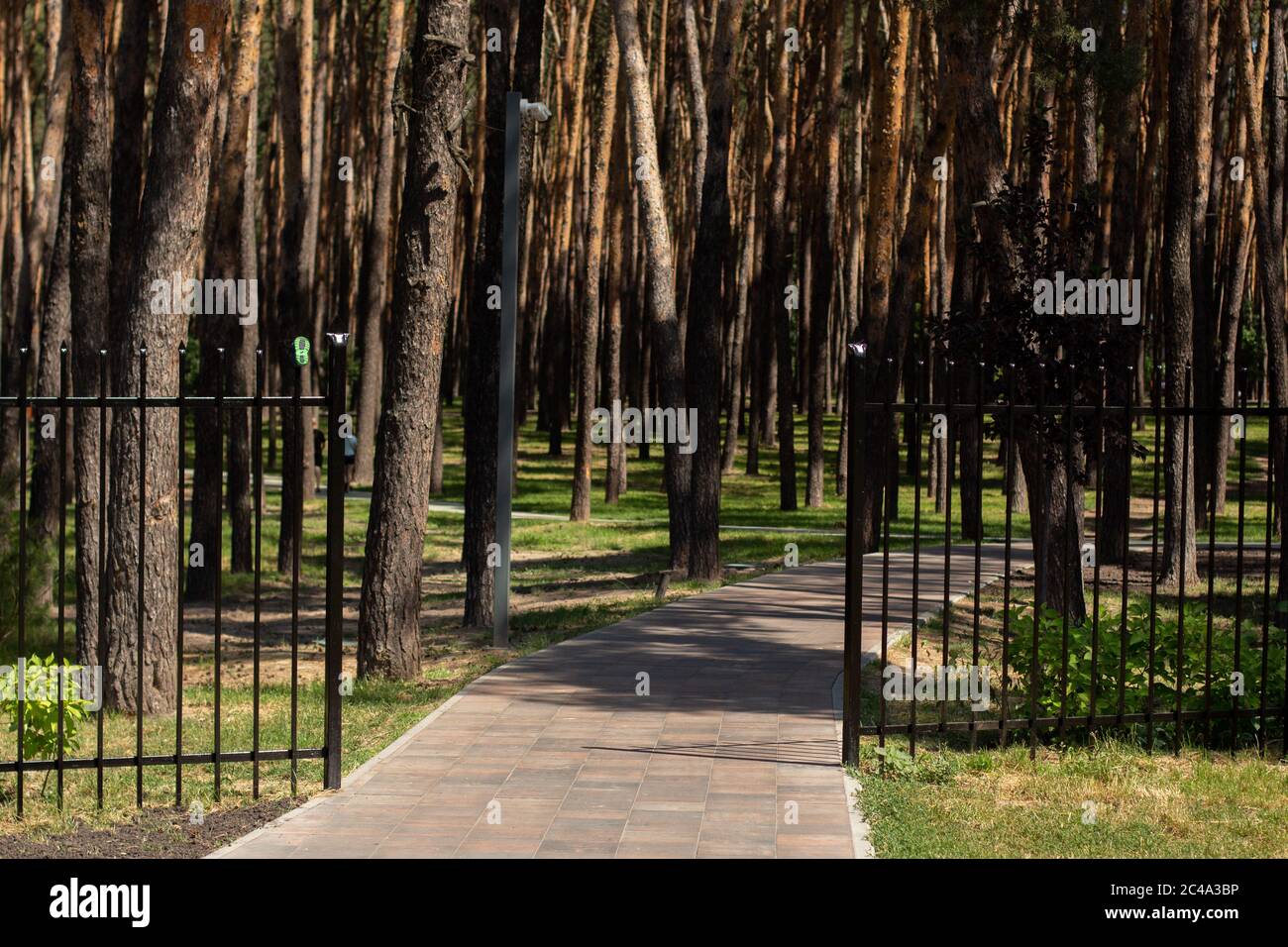 Jogging path in pine tree hi-res stock photography and images - Alamy