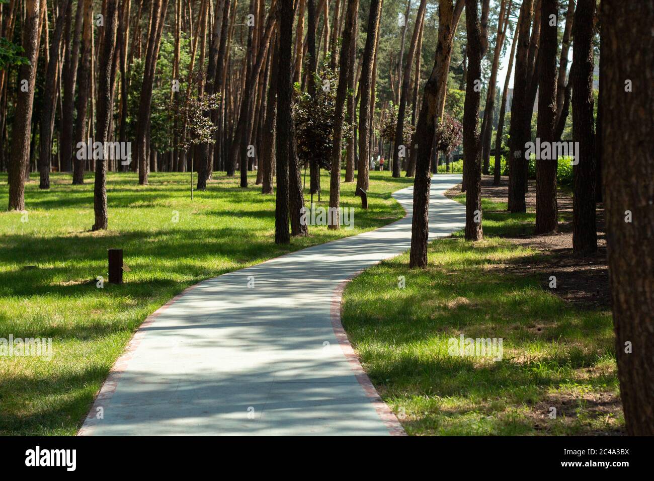 Jogging path in pine tree hi-res stock photography and images - Alamy