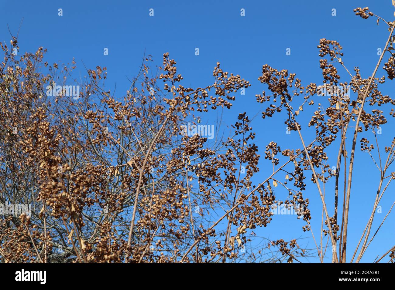 Crepe myrtle seeds hi-res stock photography and images - Alamy