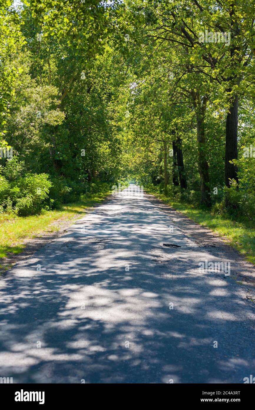 Way running trough the forest Stock Photo - Alamy