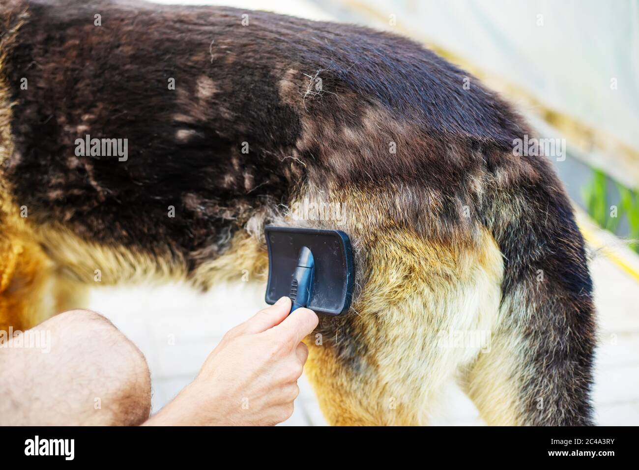 Girl combing dog hi-res stock photography and images - Alamy