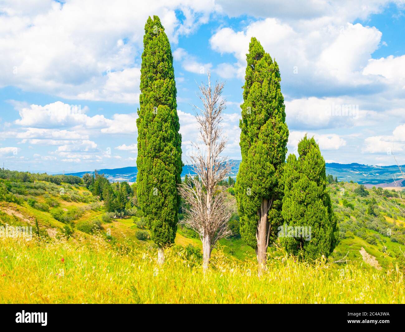Group of cypress trees in summer landscape of Tuscany, Italia Stock ...