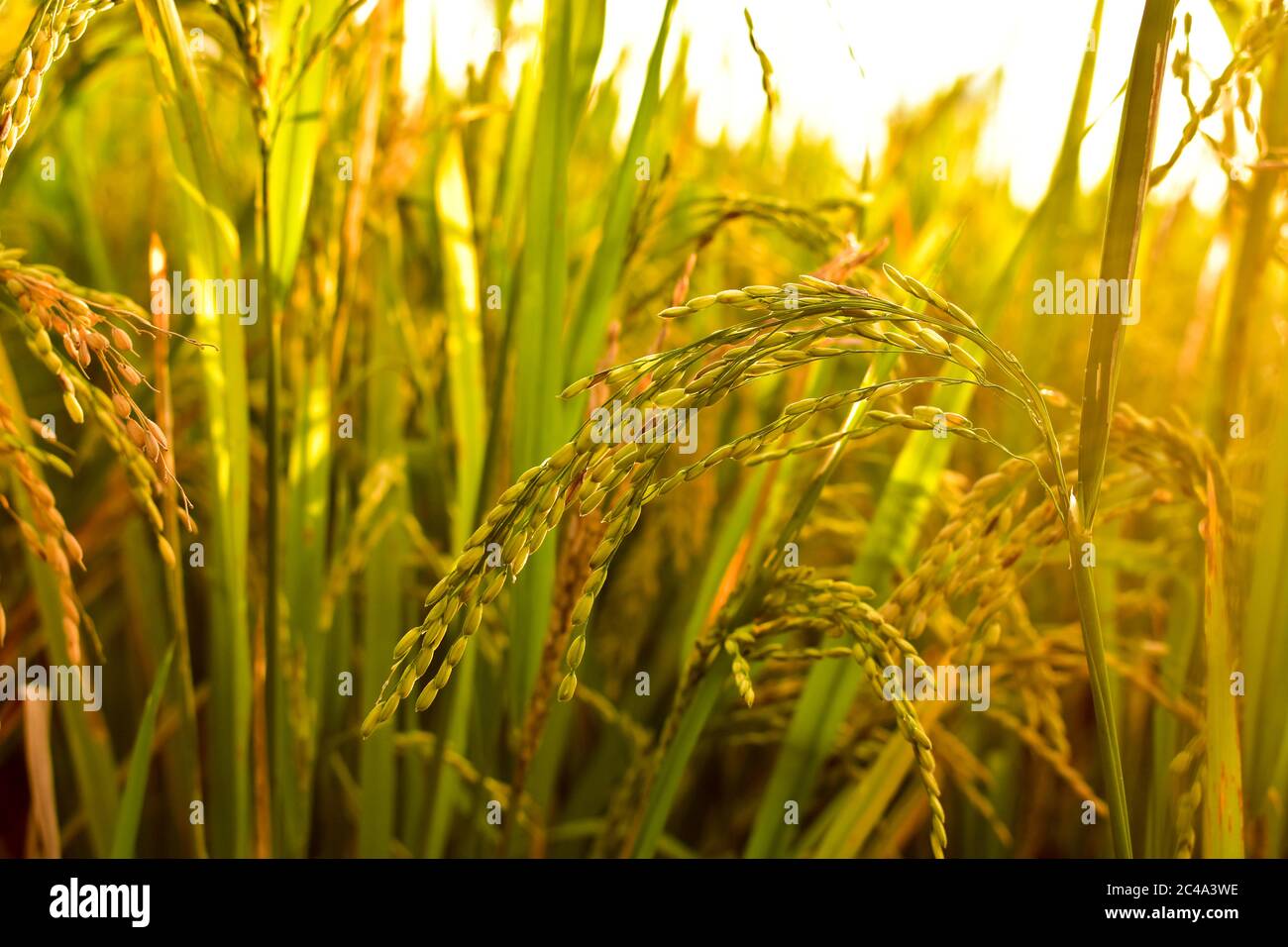 rice seeds in the afternoon, free space for text, HD Image and Large ...