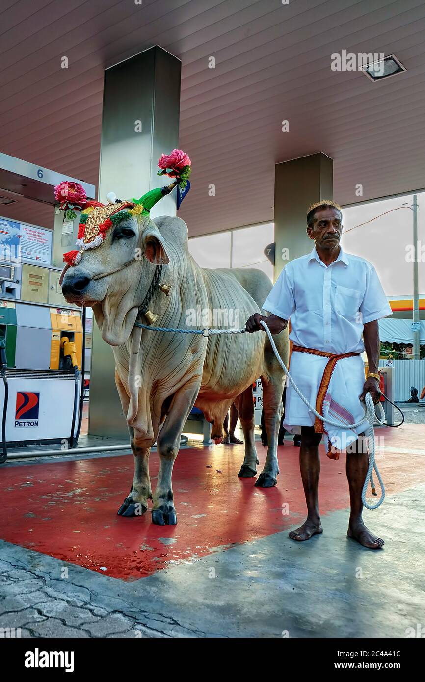 Penang, Malaysia - 8 February 2017. Hindu devotee with a cow during eve ...