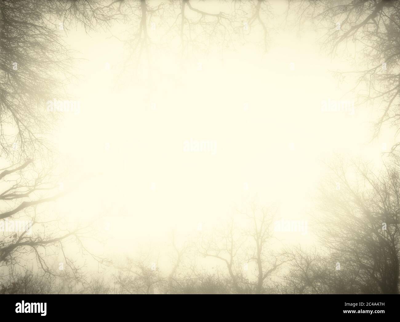 Artistic sepia frame made from bare trees of a misty forest. Contains ...