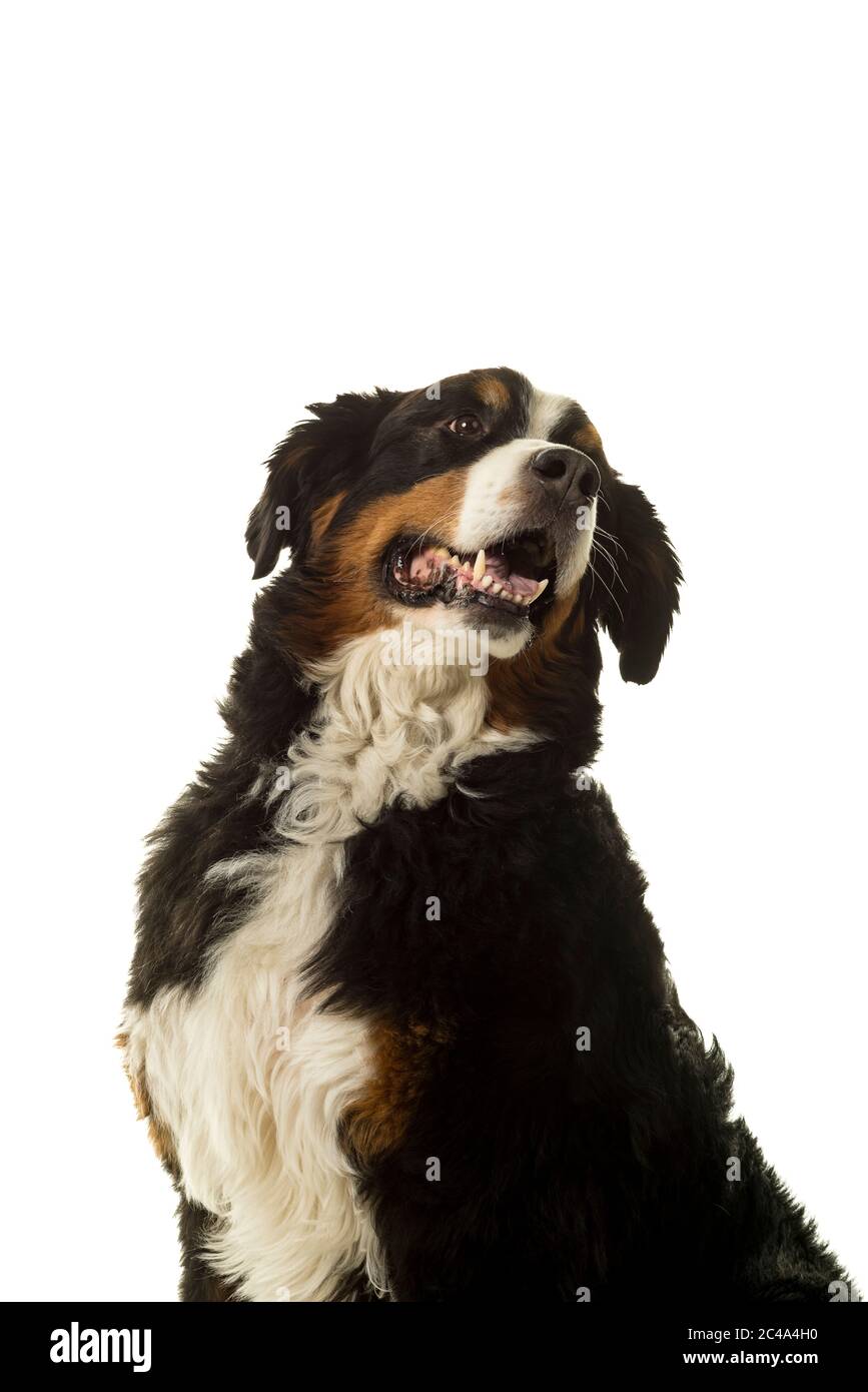 Bernese Mountain Dog (Berner Sennenhund) in studio with white ...