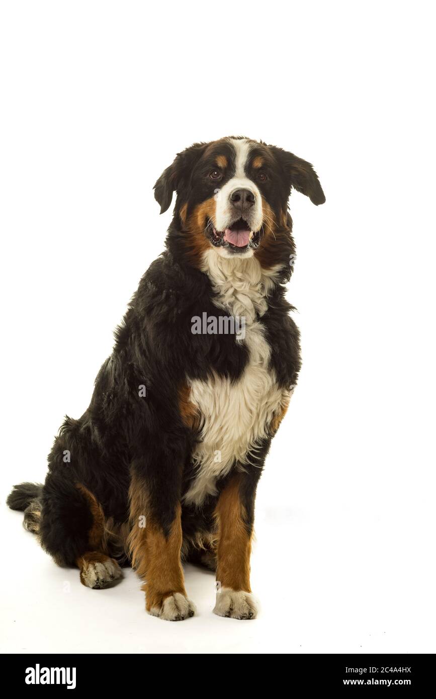Bernese Mountain Dog (Berner Sennenhund) in studio with white ...