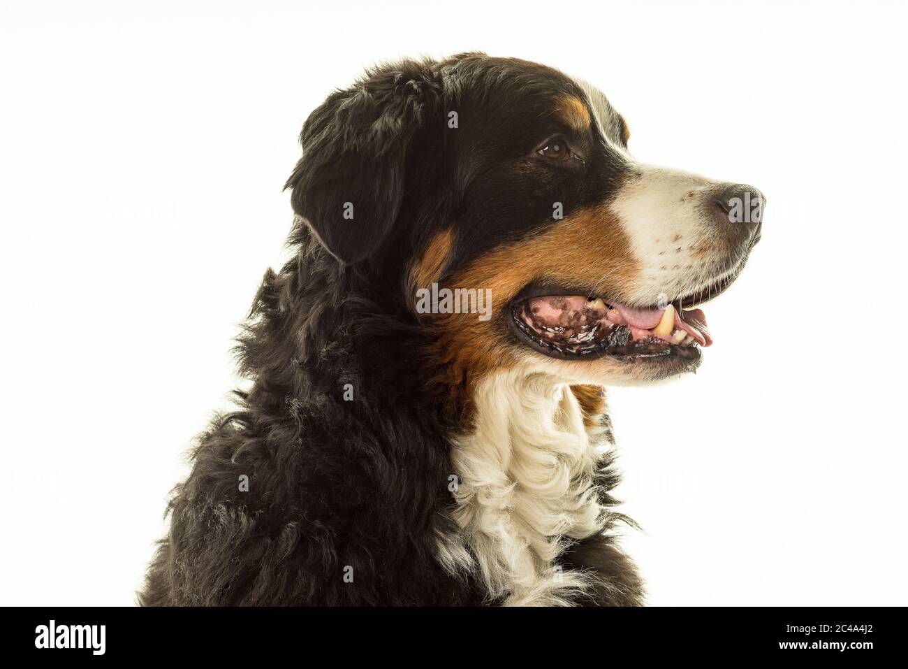 Bernese Mountain Dog (Berner Sennenhund) in studio with white ...