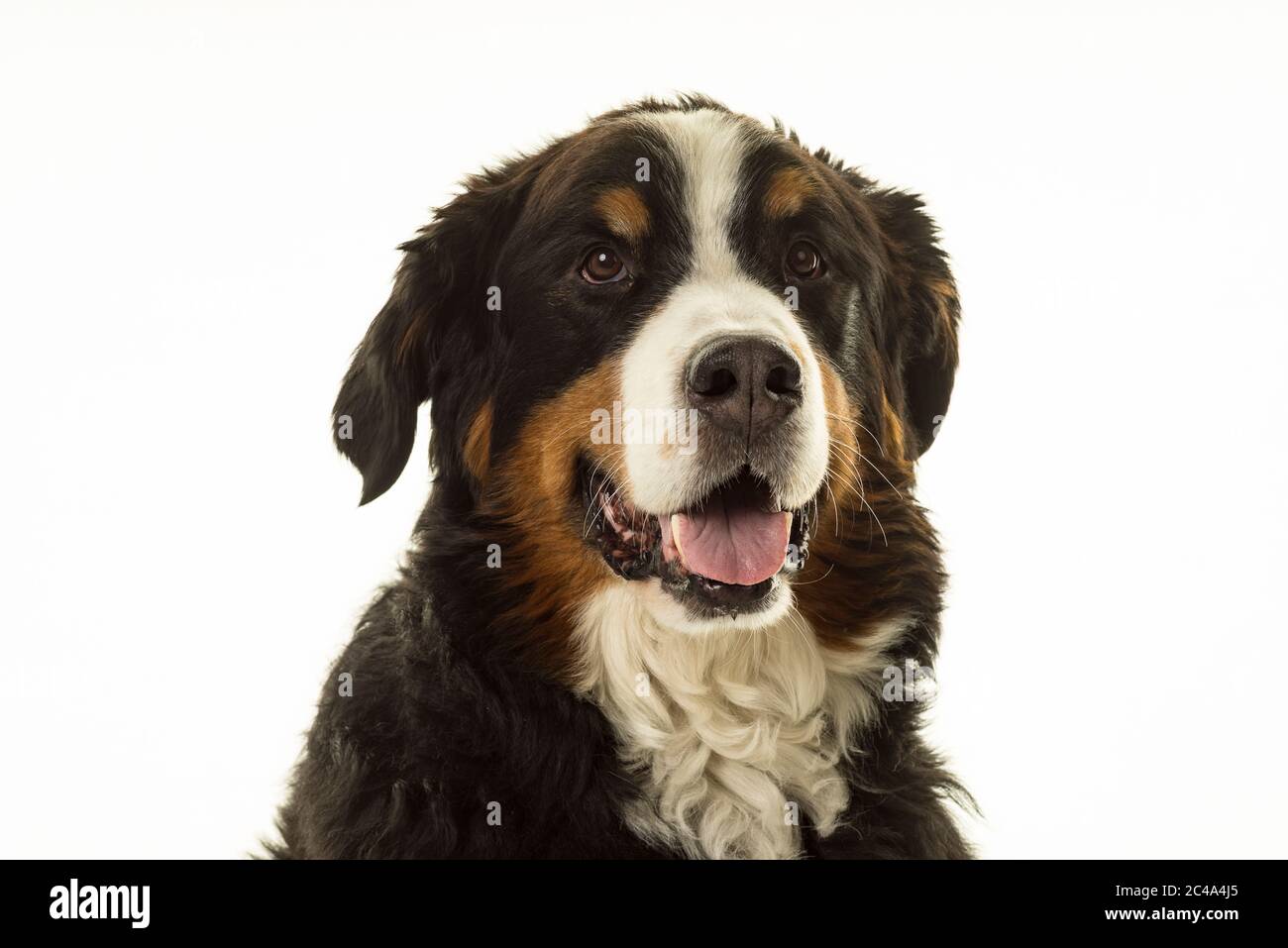 Bernese Mountain Dog (Berner Sennenhund) in studio with white ...