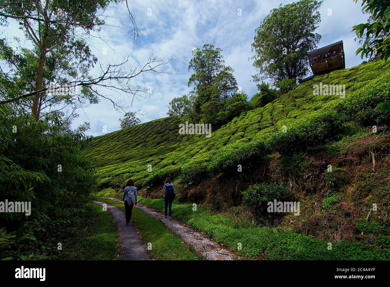 Tea plantation building plants hi-res stock photography and images - Alamy