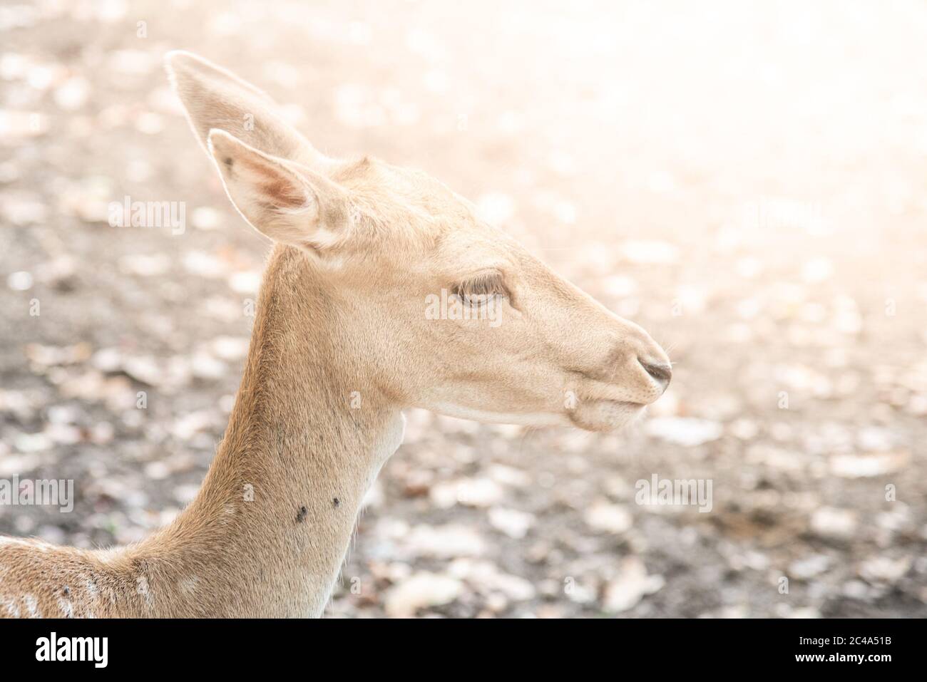Fallow deer cute animal hi-res stock photography and images - Alamy