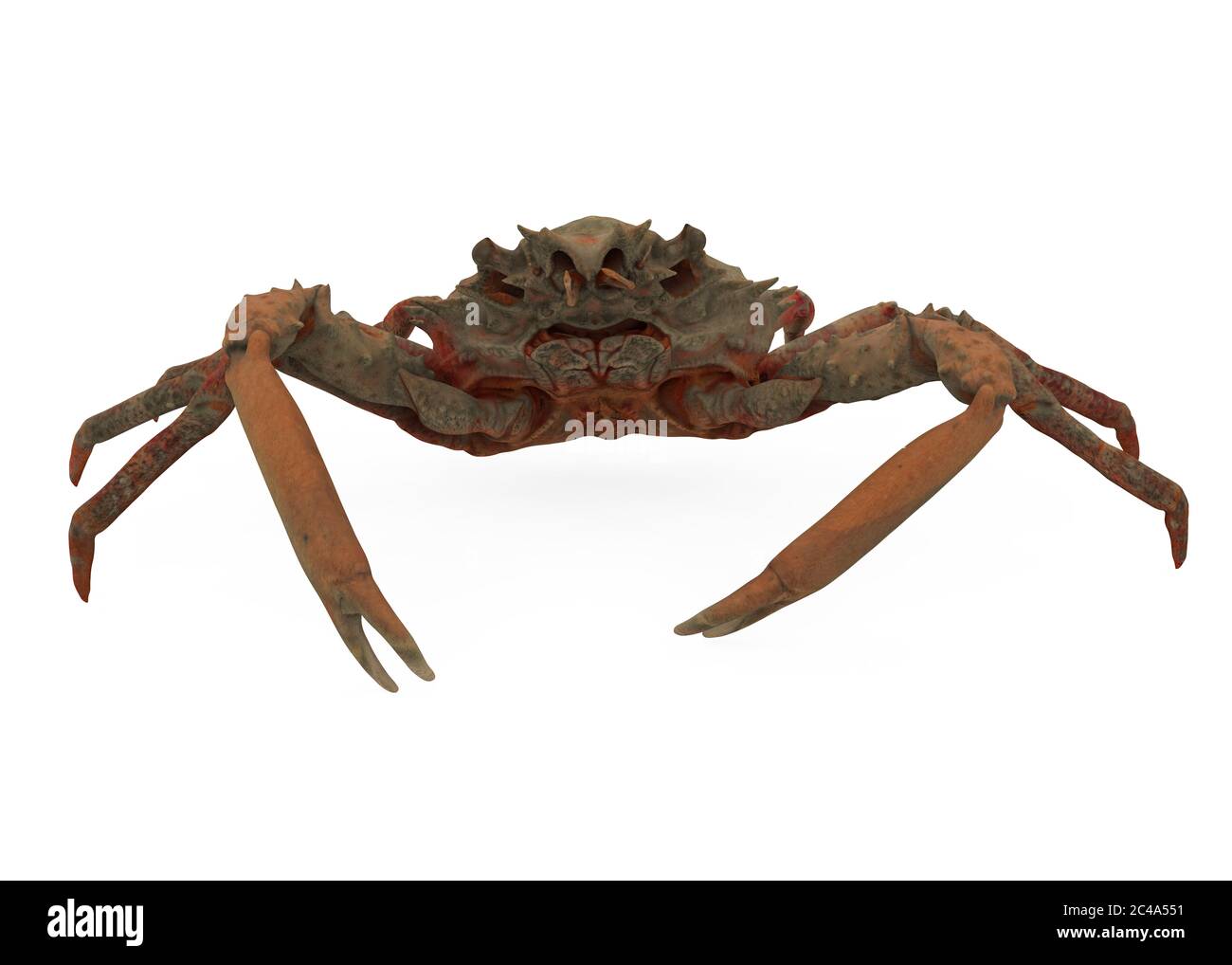Spider Crab Isolated Stock Photo - Alamy