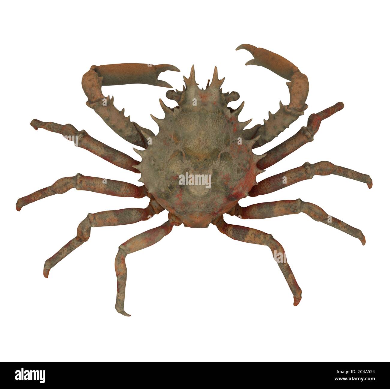 Spider Crab Isolated Stock Photo - Alamy